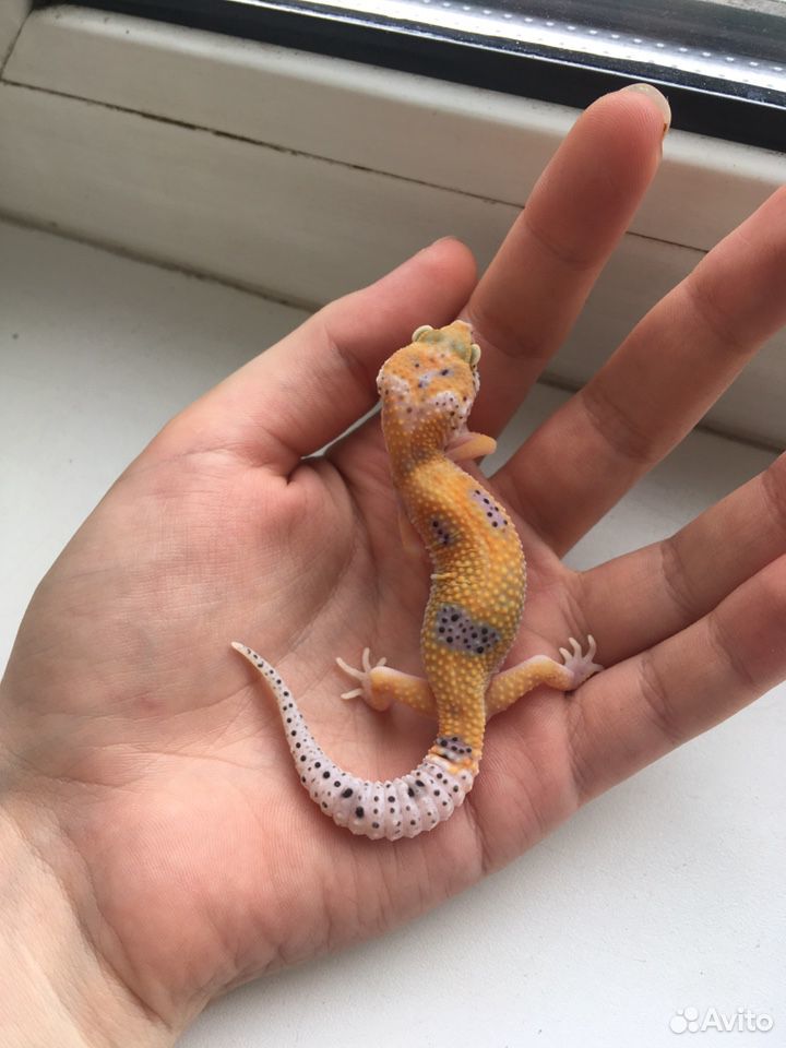 Эублефар Bee