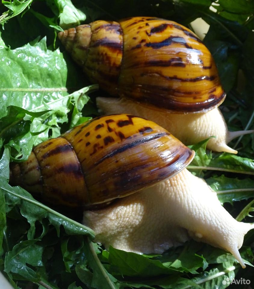 Улитята Ахатинa Ахaтинa Тигр (альбинос)