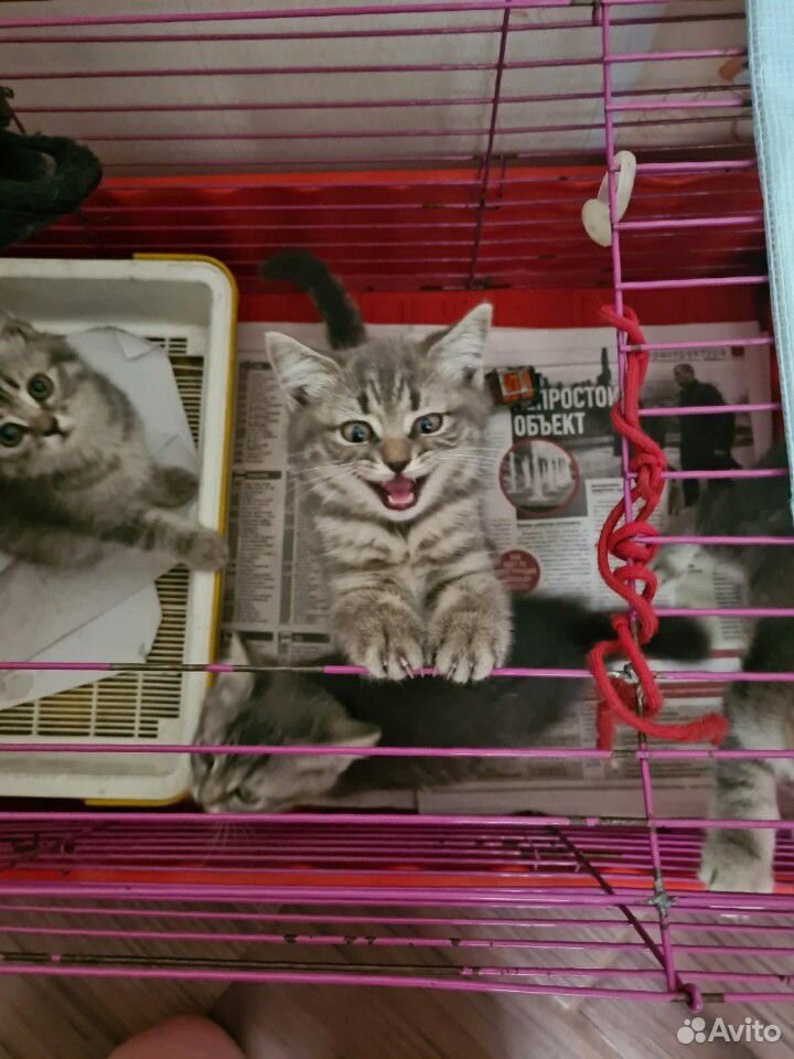 Британские котята