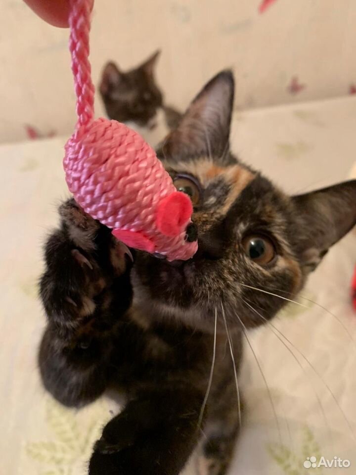 Котёнок, девочка милашка. Отдадим в заботливые рук