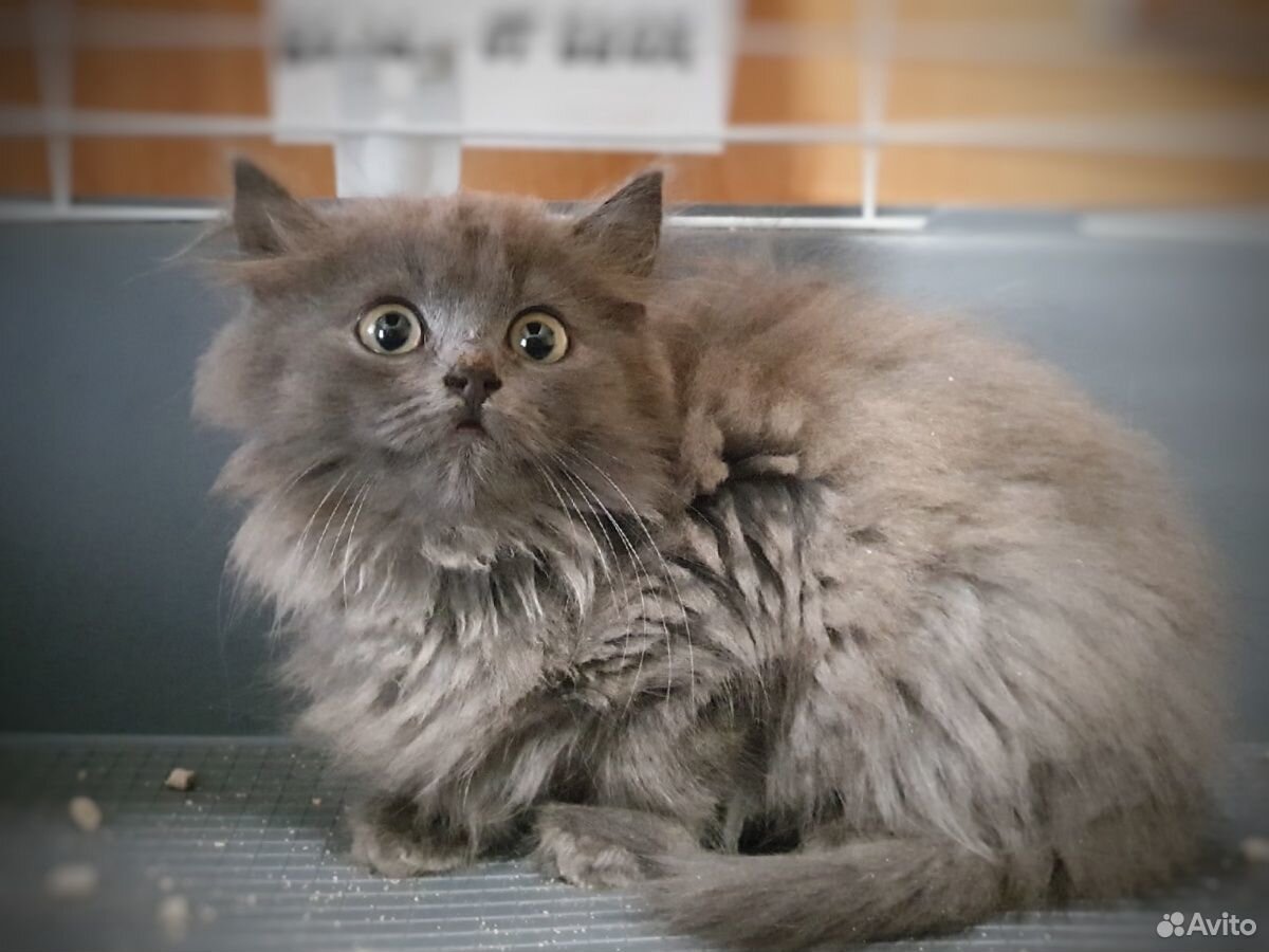 Няшный котенок ищет дом