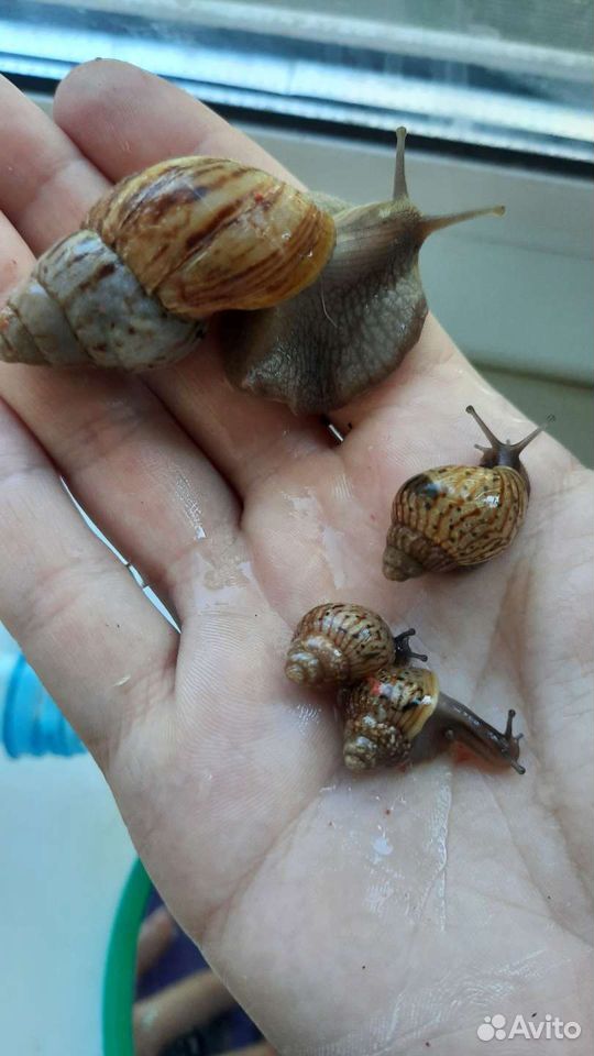 Ахатина кравени