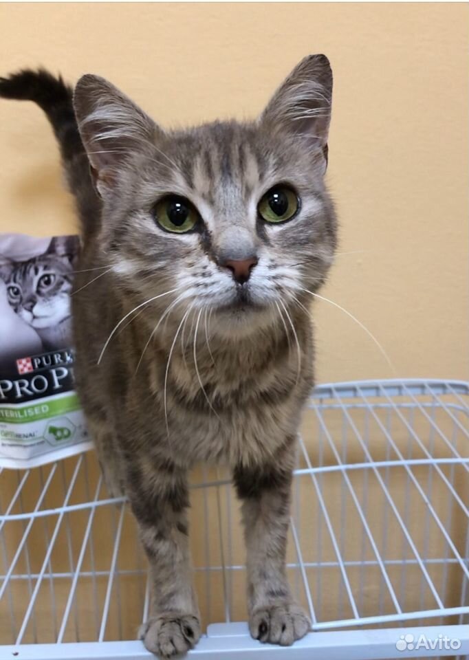 Молодая красивая кошечка, стерилизована