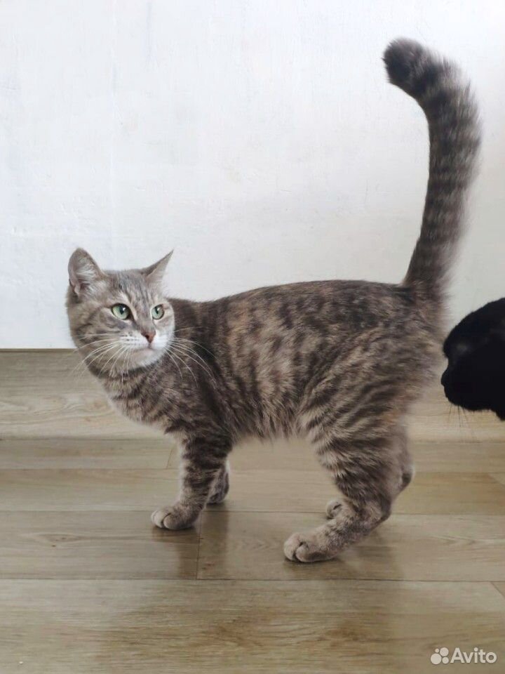 Кошка Плюша, 1 год
