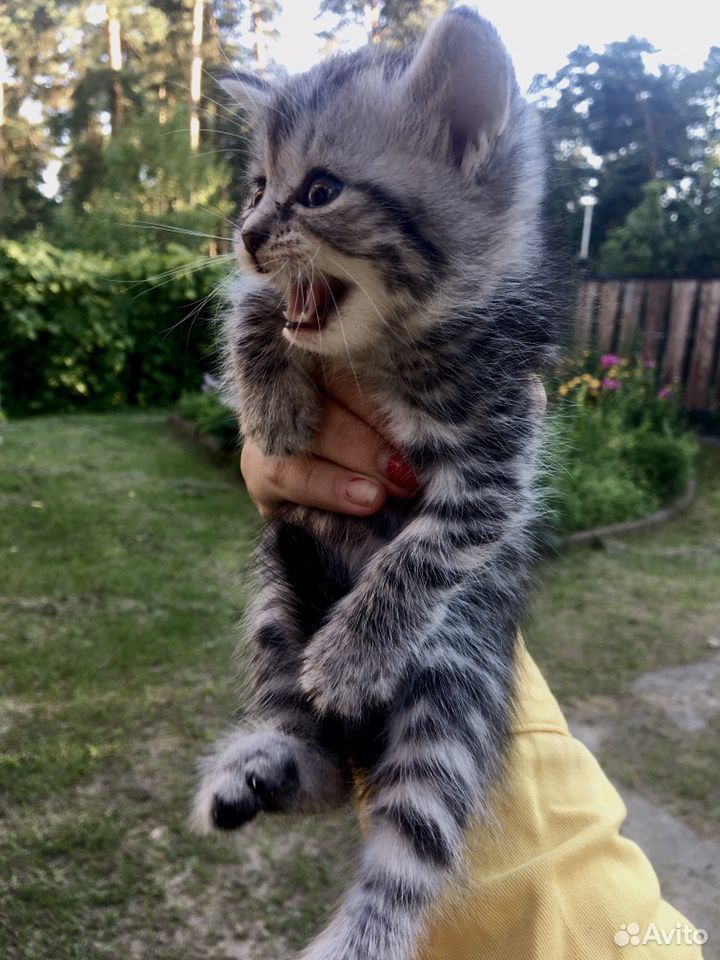 Британский котёнок