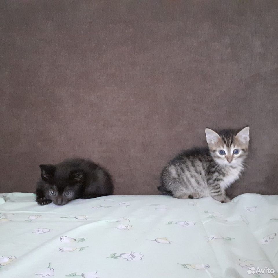 Отдадим в хорошие руки