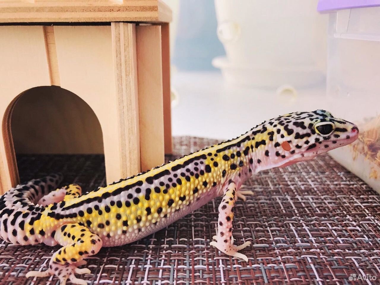 Эублефар самец