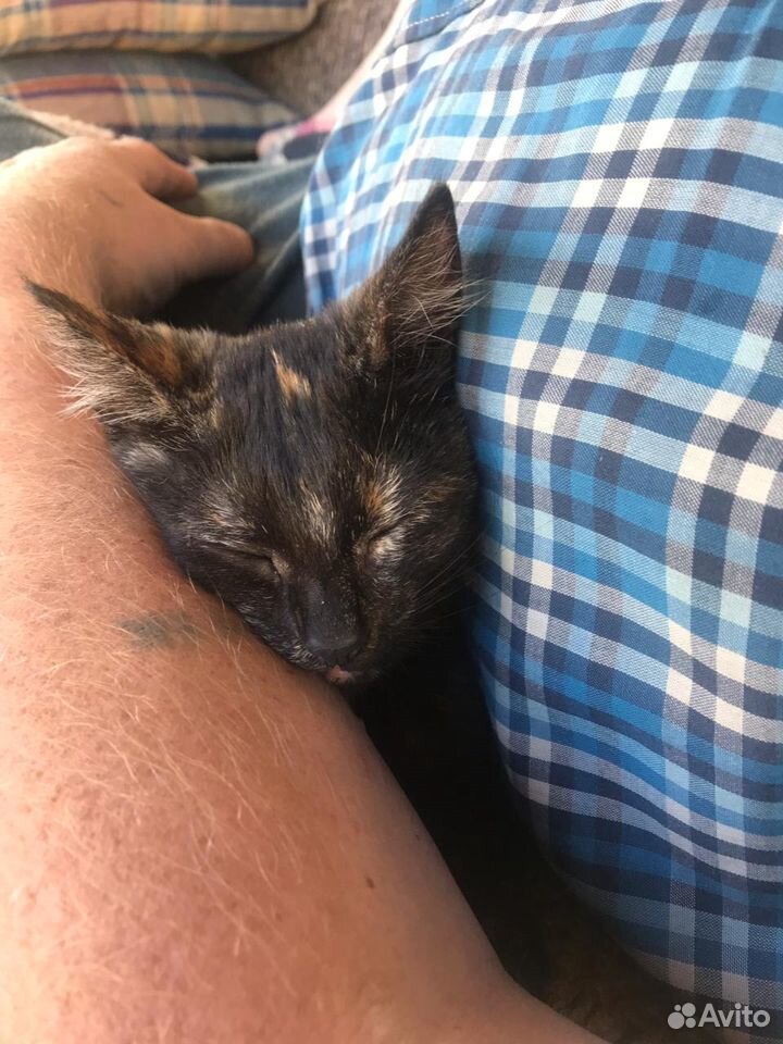 Котята хорошим людям