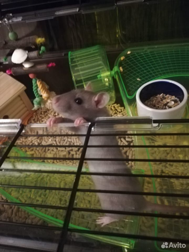 Крыса бесплатно с клеткой
