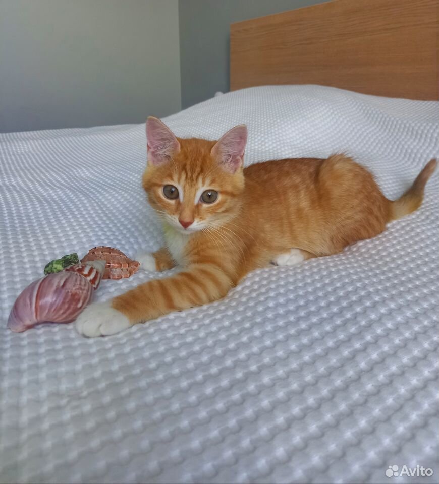 Котенок Шпуля в добрые руки