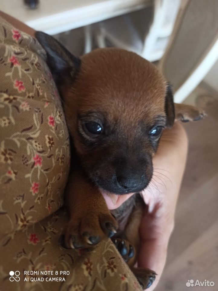 Продам щенков