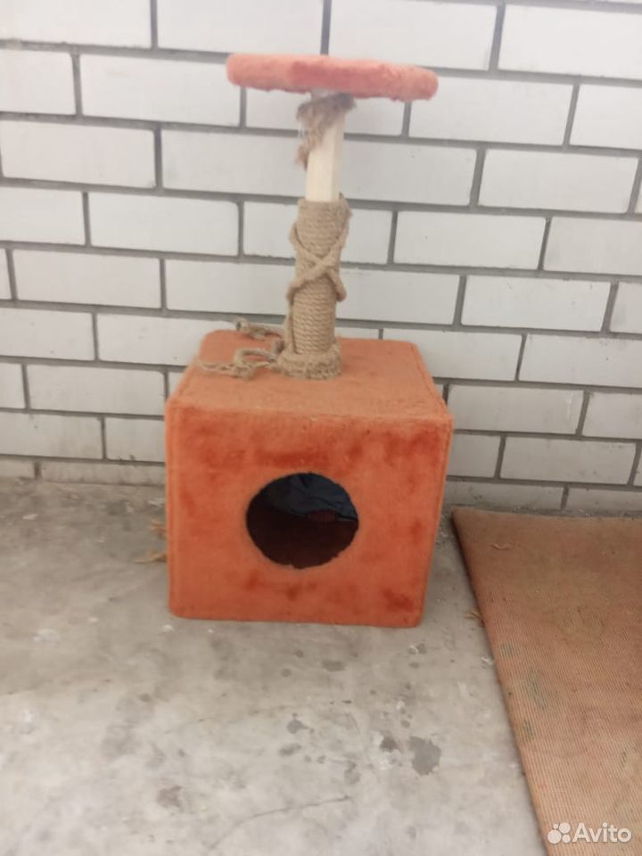 Продам двух замечательных котят