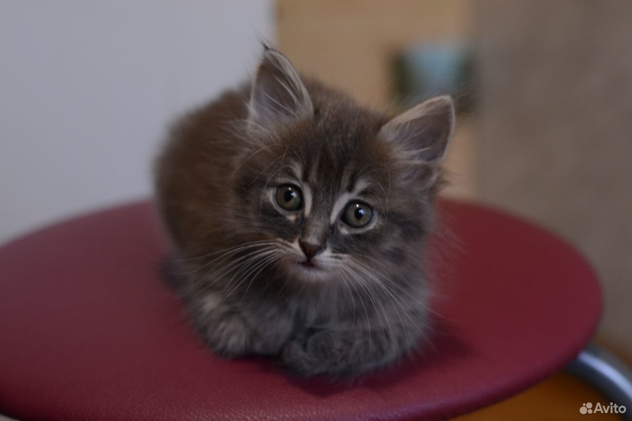 Котенок ищет хозяев
