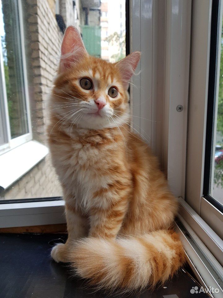 Сибирские котята мальчики