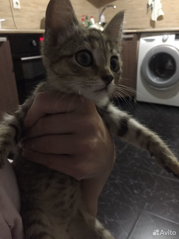 Котёночек в хорошие ручки