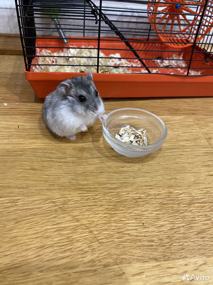 Отдам джунгарика