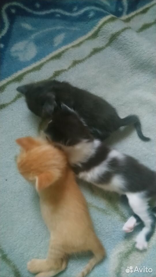 Котята в добрые руки