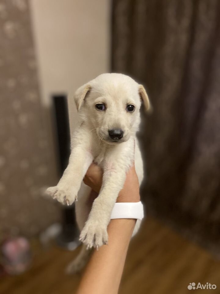 Собака щенок лабрадора