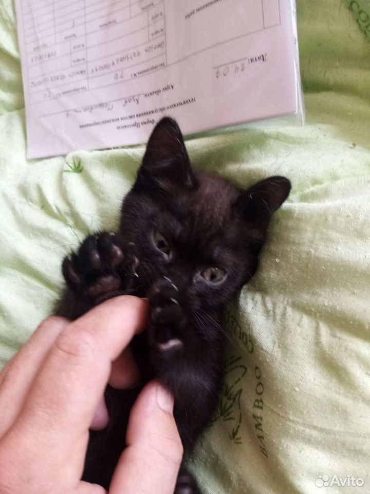 Продаю кошку