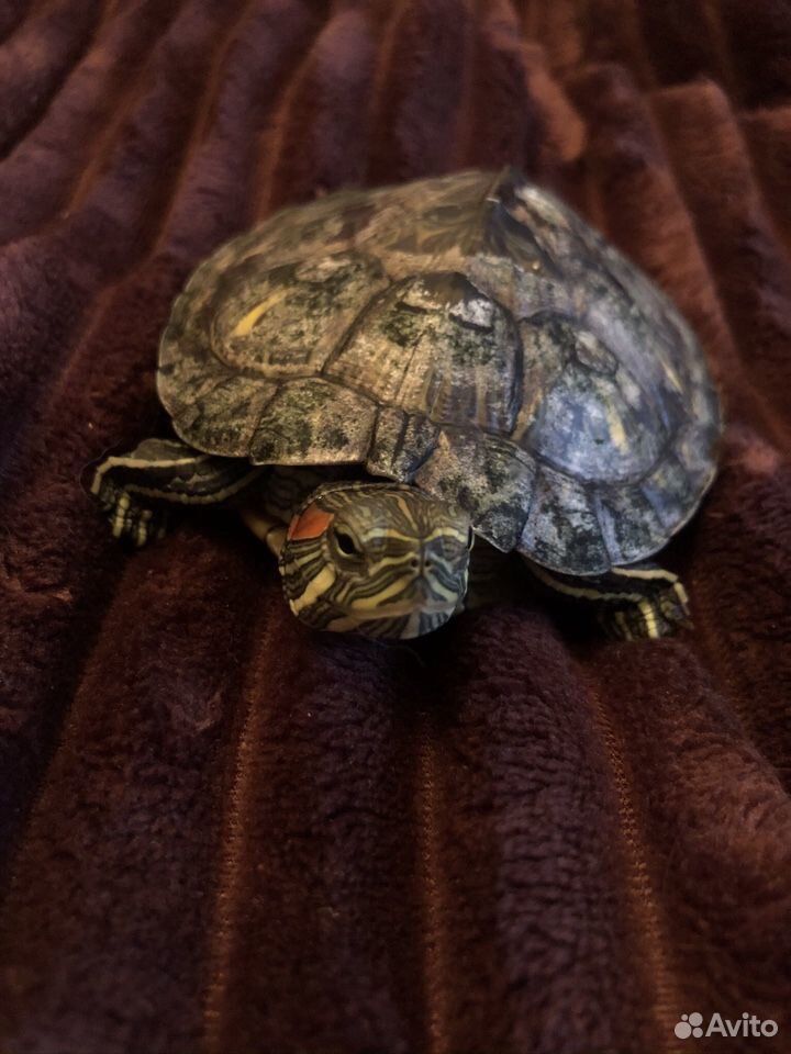 Черепаха красноухая