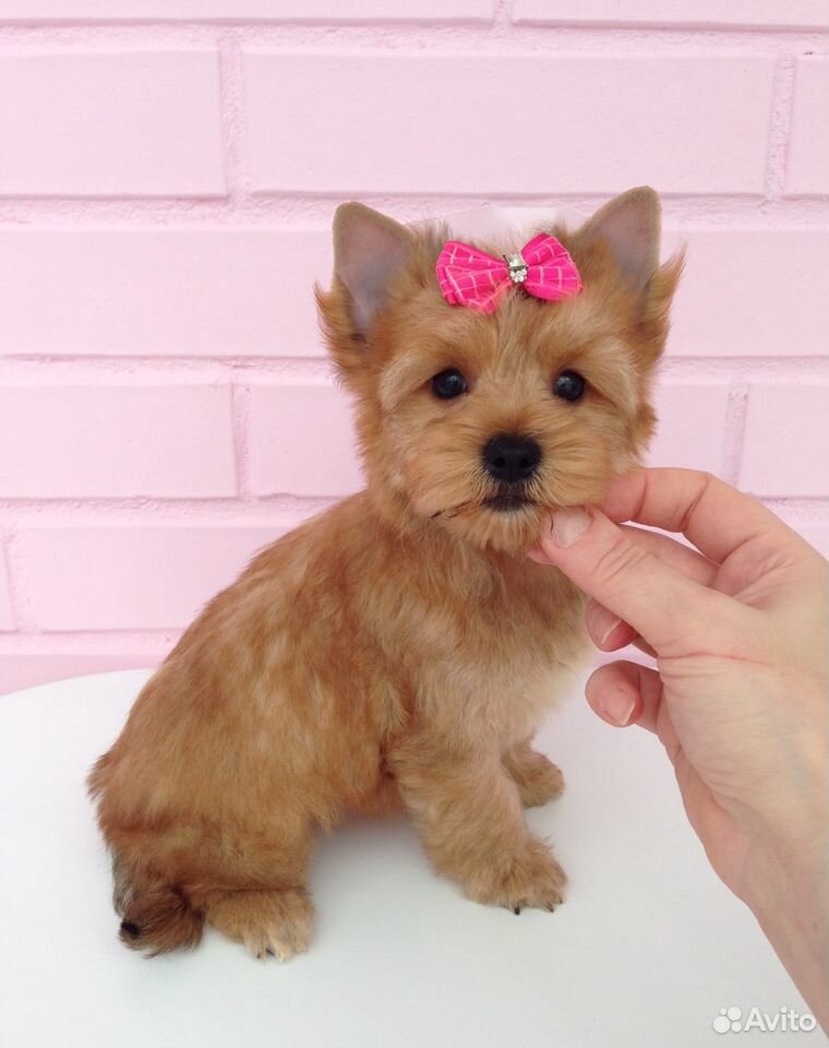 Супер мини золотая девочка йорка