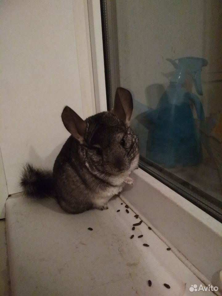 Продаю шиншиллу
