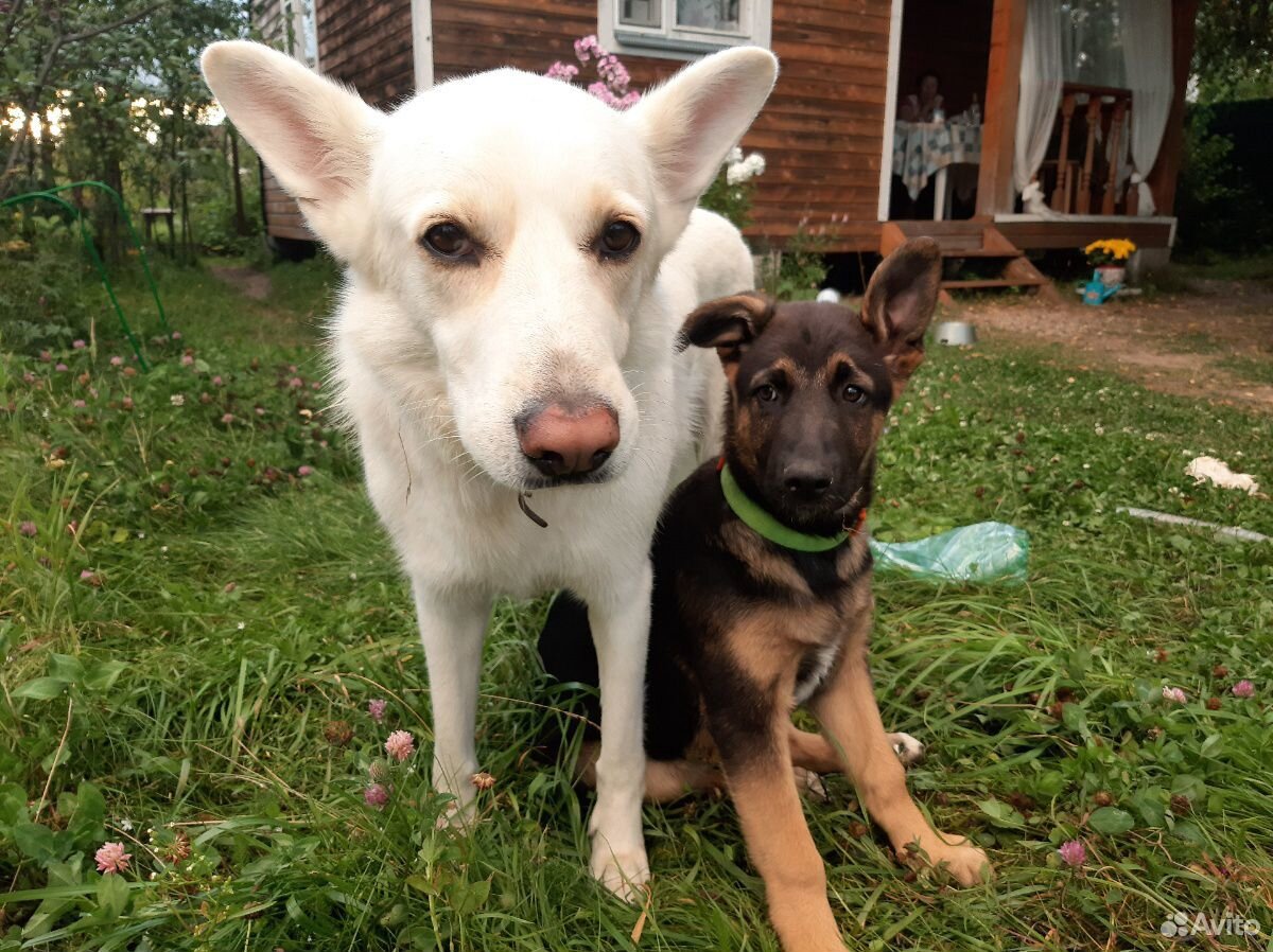 Собака, мальчик 4 месяца