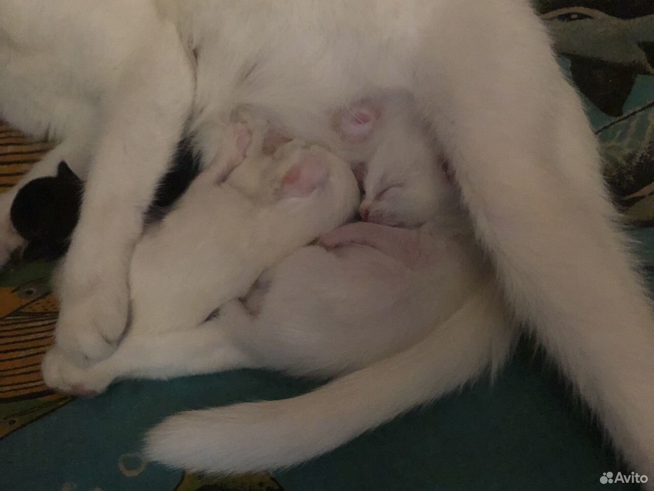 Отдам котят в добрые руки