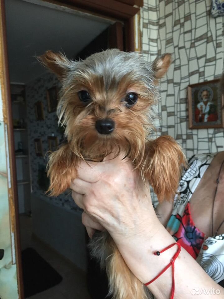 Йоркширский терьер