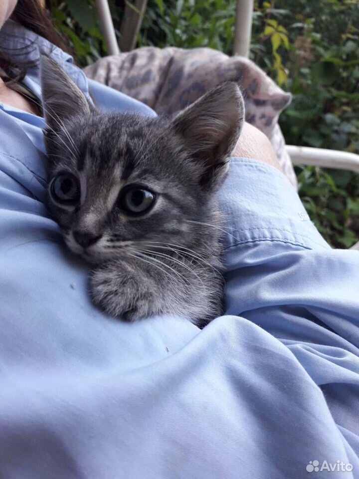Котенок