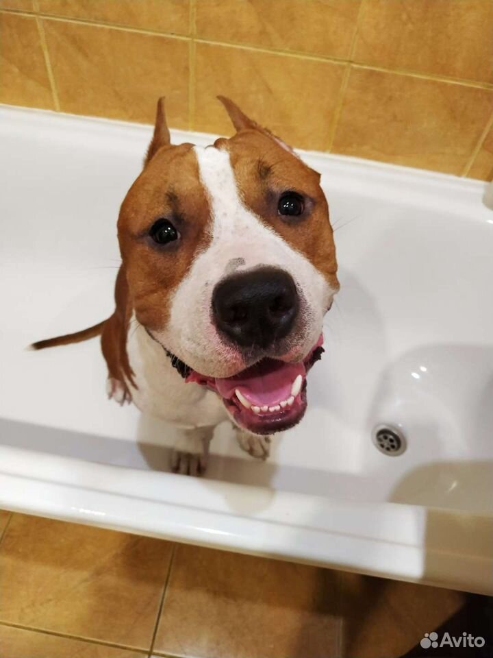 Стаффордширский терьер