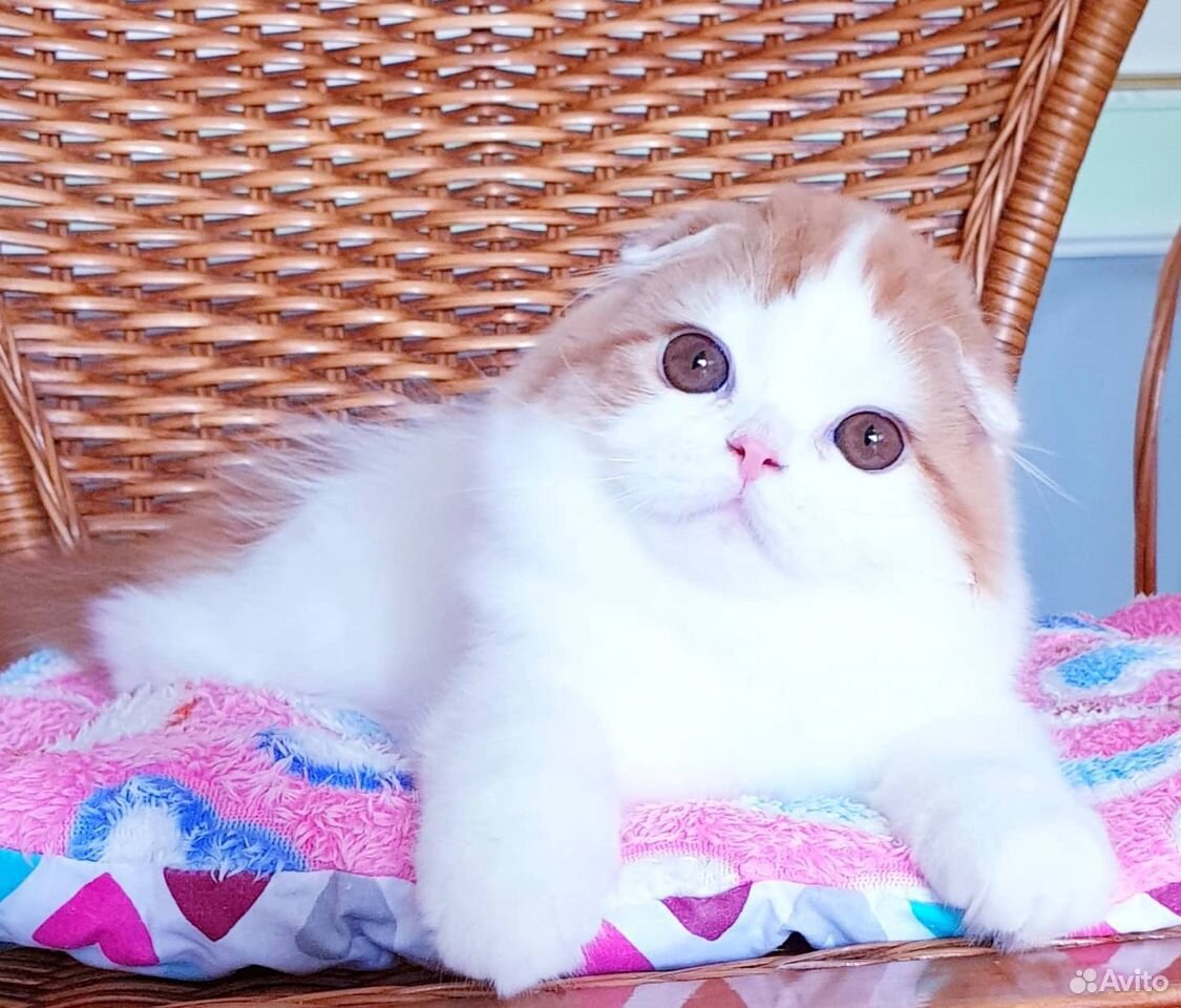Котята шотландские вислоухие