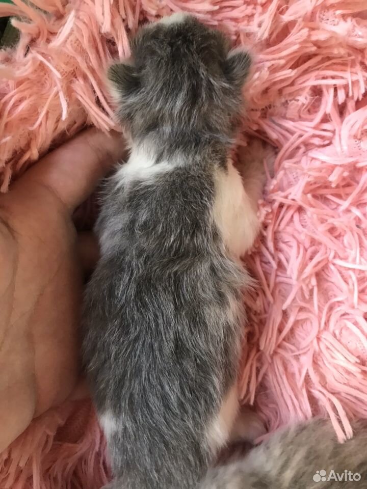 Котята от вислоухой мамы