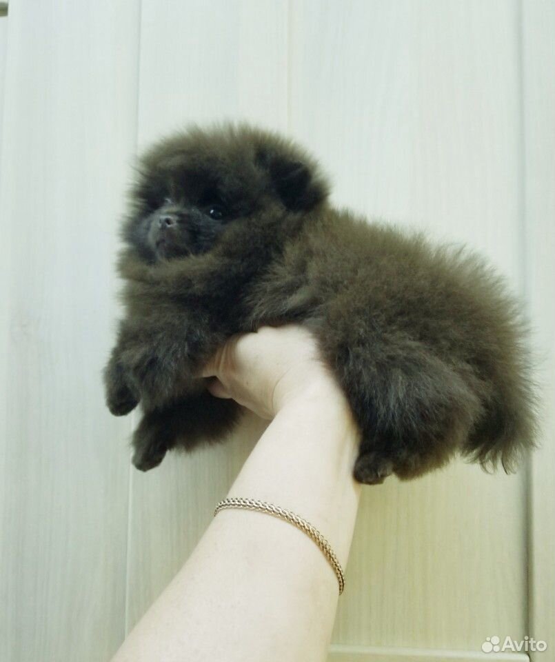 Ппомеранский шпиц