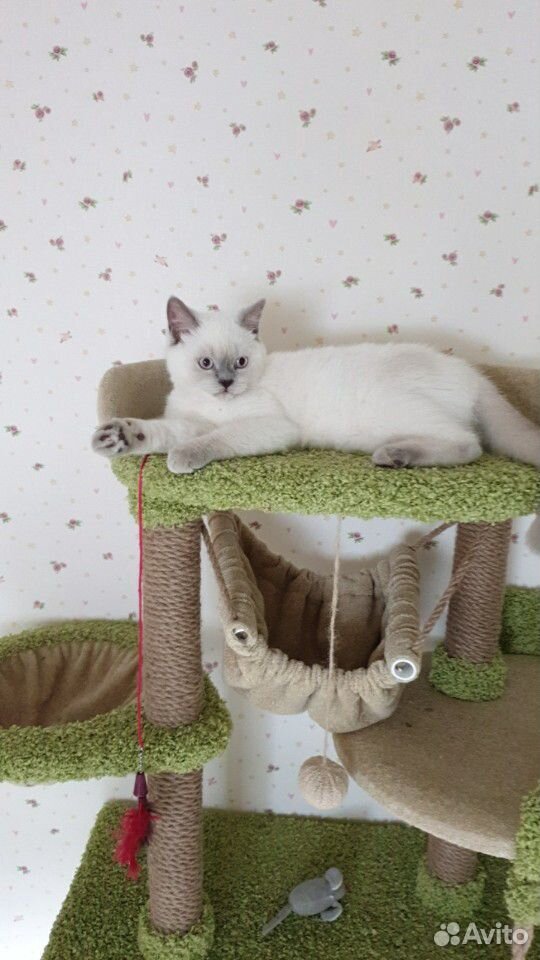 Продам шатланскую вислоухую кошечку