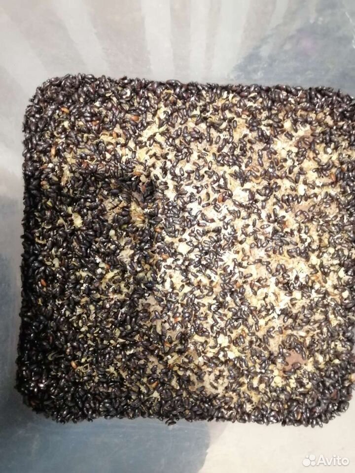 Жук знахарь