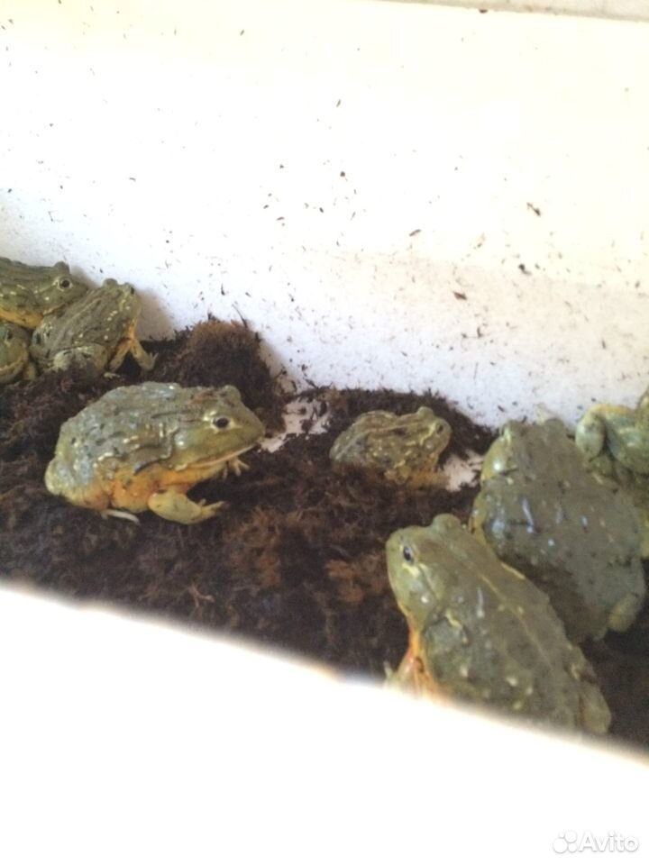 Лягушка водонос бык