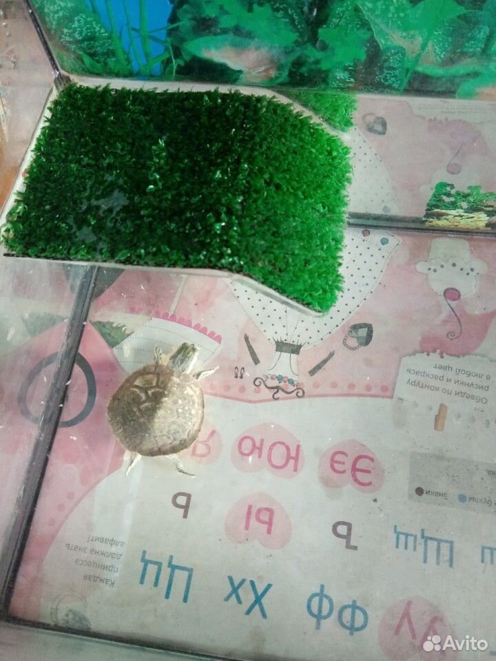 Красноухая черепашка