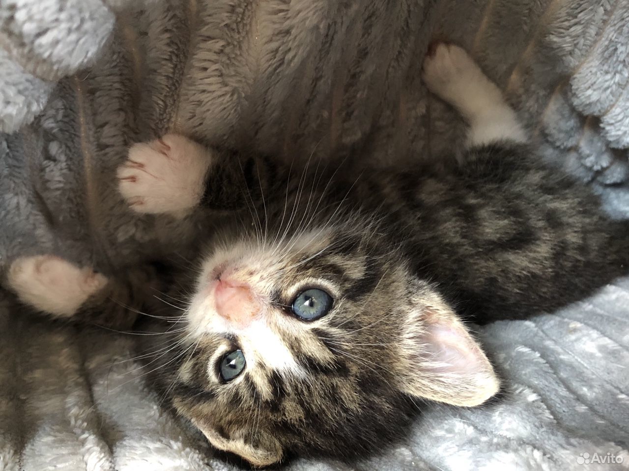 Котёнок Ася только в добрые руки