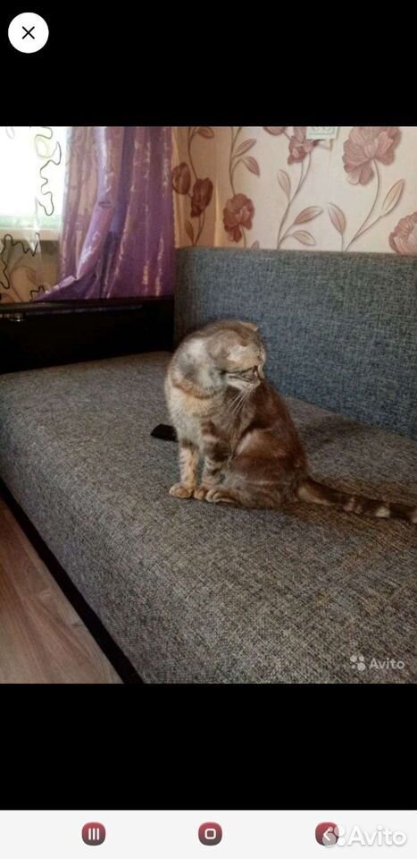 Бриташичка