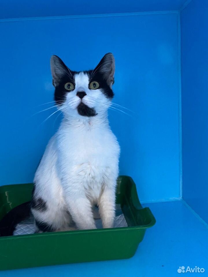 Стерилизованная ласковая кошка моника, С улицы, ищ