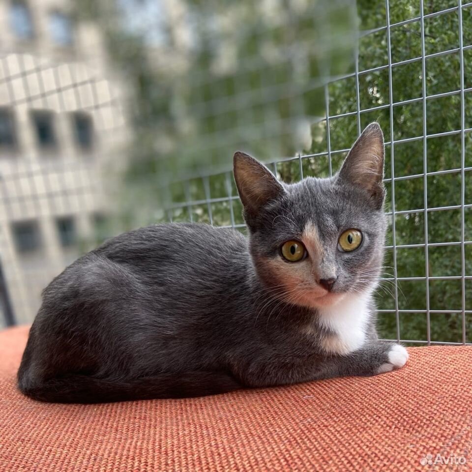 Трехцветная эксклюзивная сова