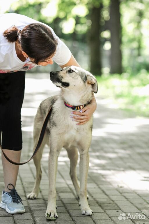 Добби ищет дом