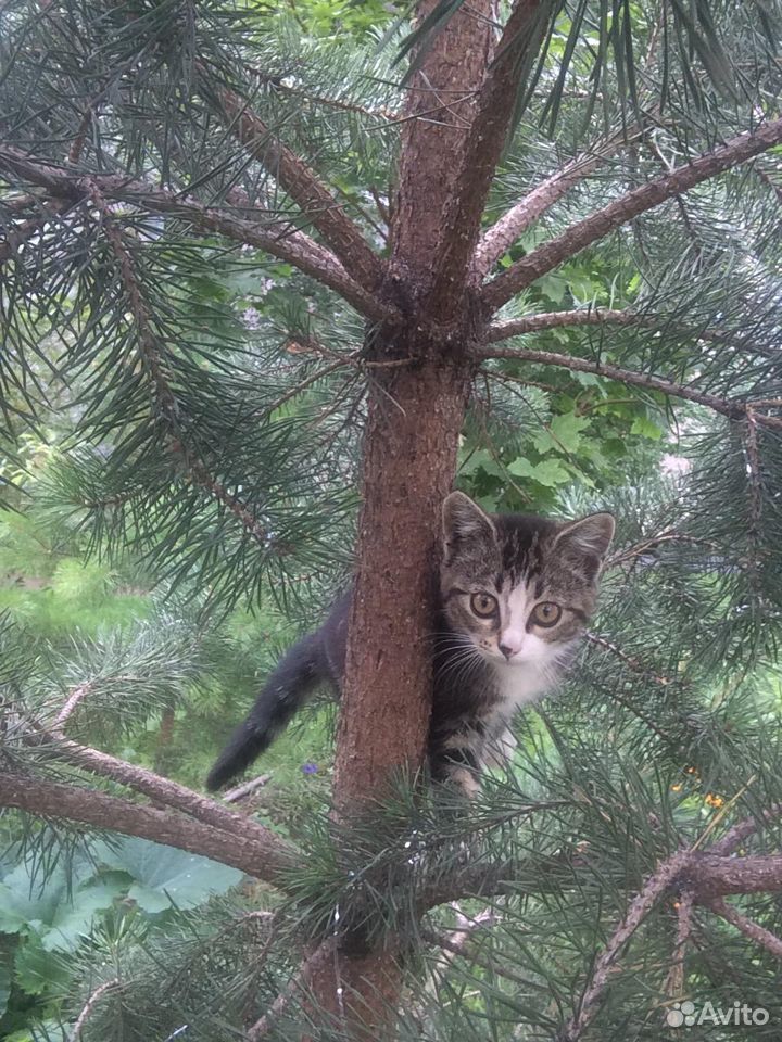 Котодевочка,3,5 мес,в добрые руки