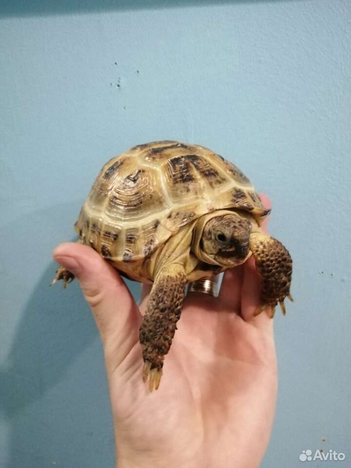 Черепаха