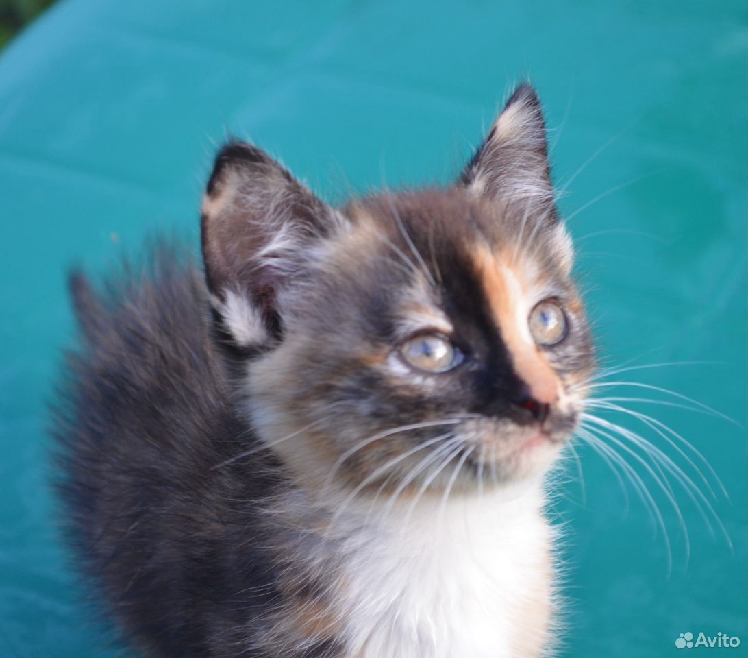 Котенок ищет любимого хозяина