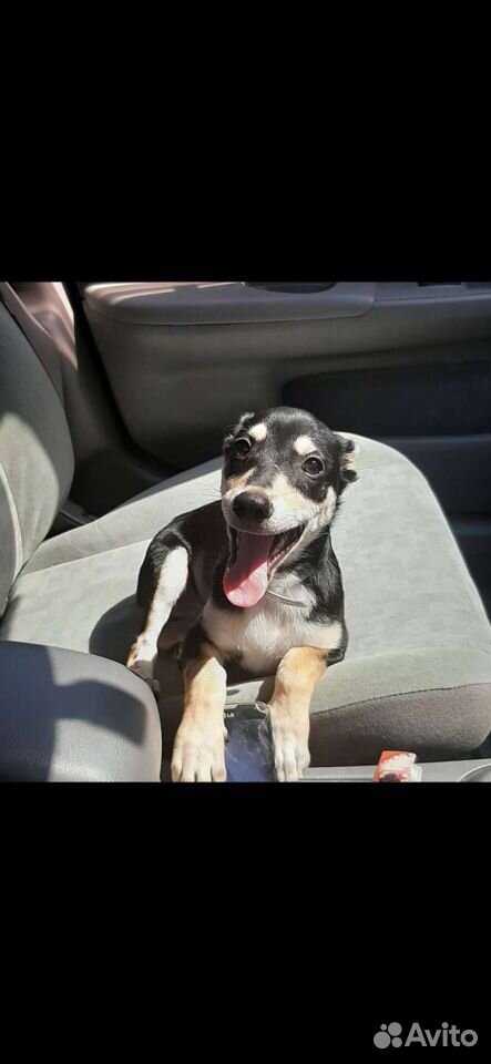 Щенок в добрые руки