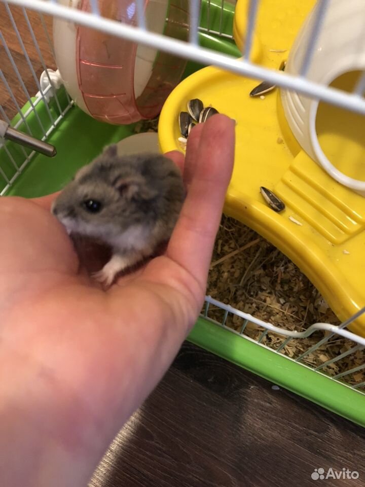 Хомяк Джунгарик