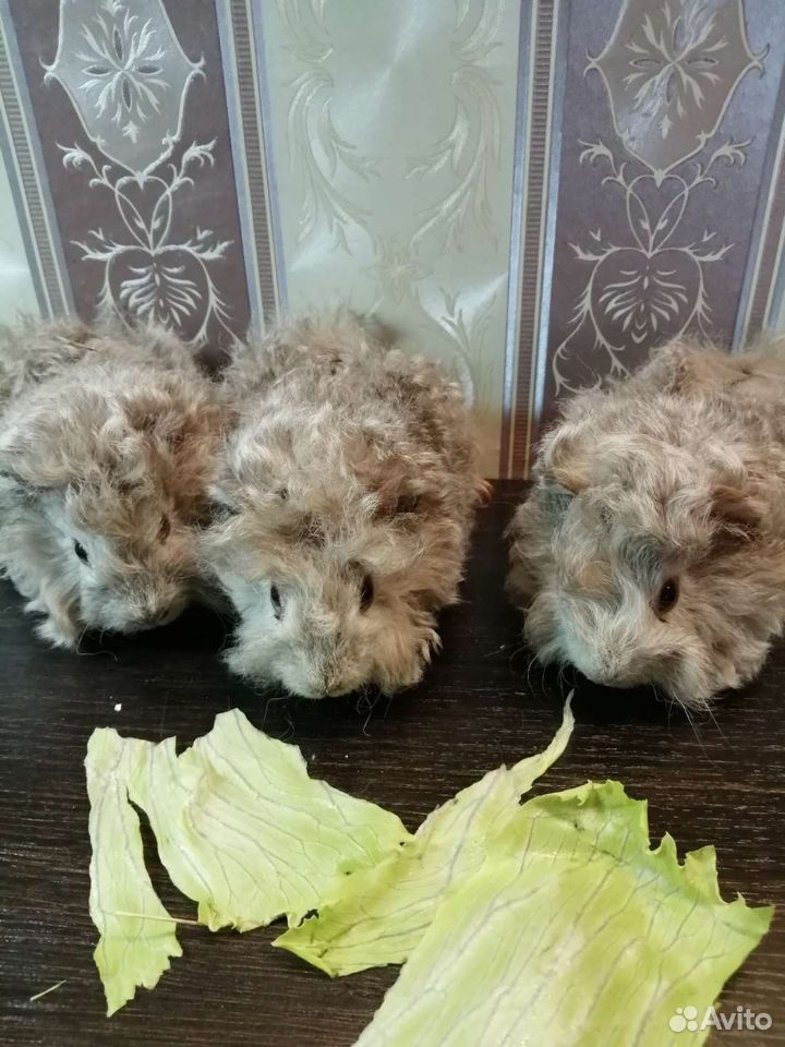 Морские свинки