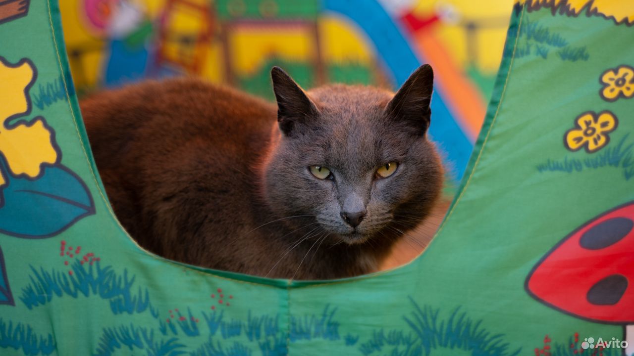 Отдам красавицу кошку в добрые руки